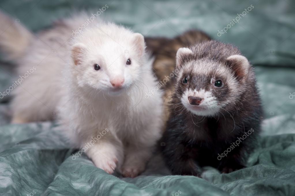 White Ferret