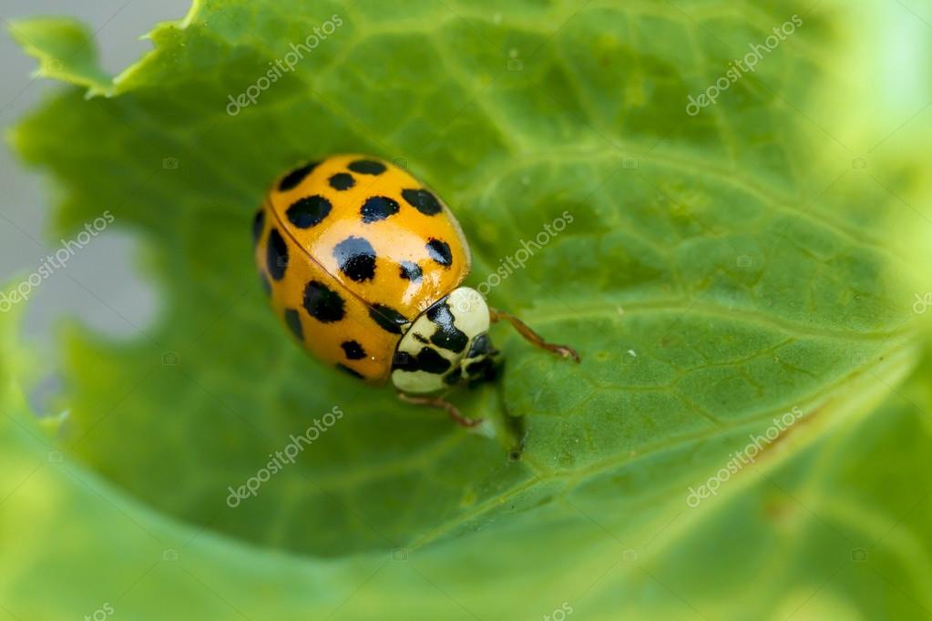 Coccinellidae