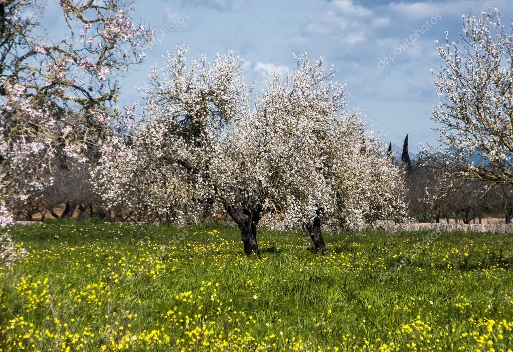 Virágzó mandula a fa — Stock Fotó #65691885