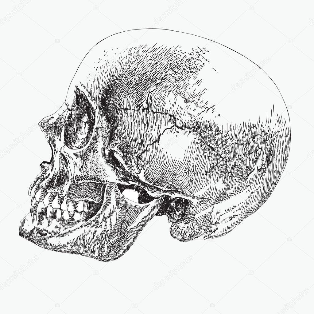Human Skull Profile Drawing