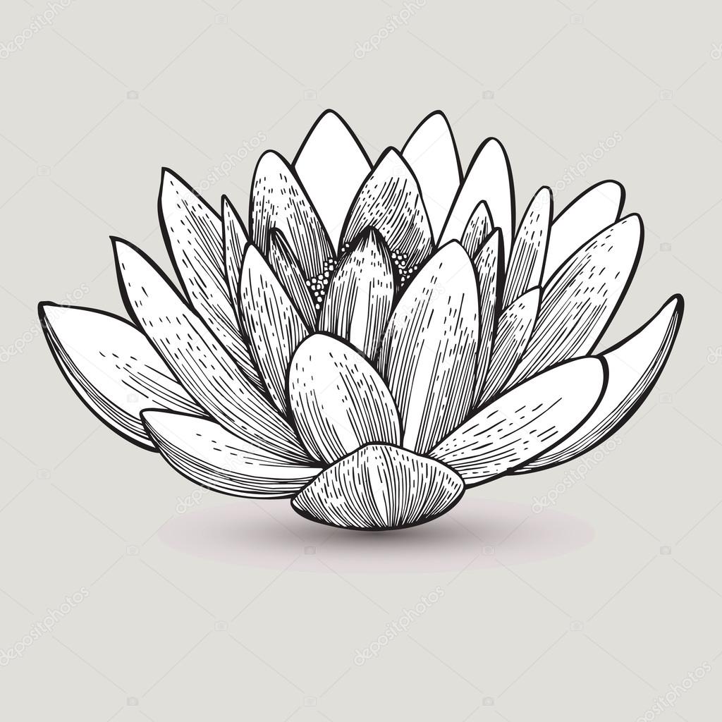 Water Lily Drawings
