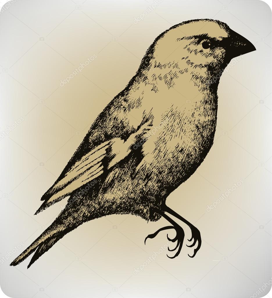 Hermoso pájaro, dibujo a mano, ilustración vectorial. 2022