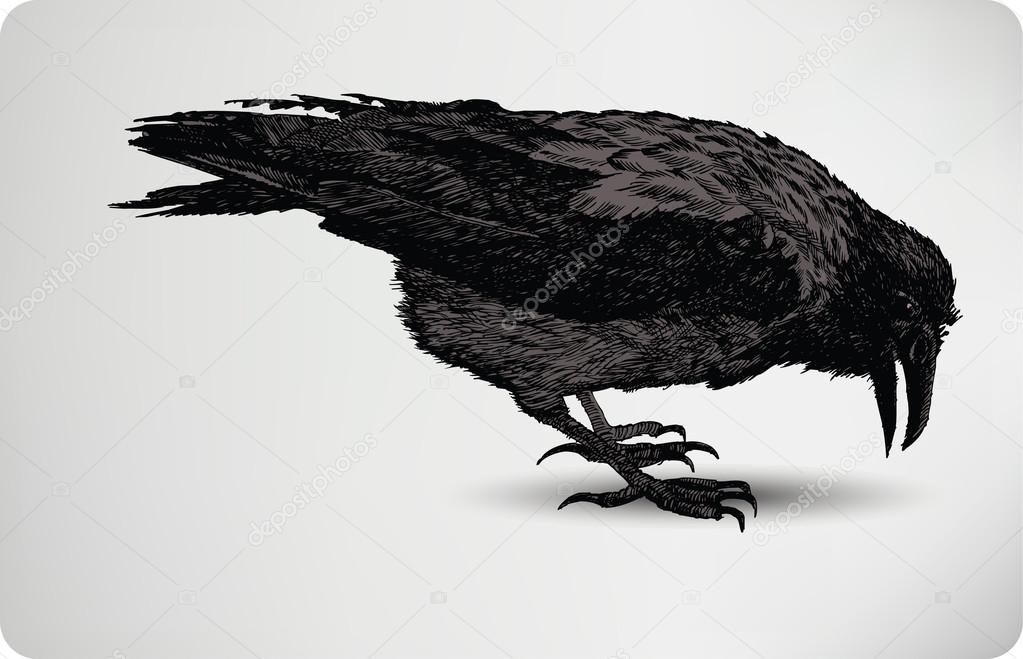Black Crow, hand drawing, vector illustration. Stock Vector Image by ...