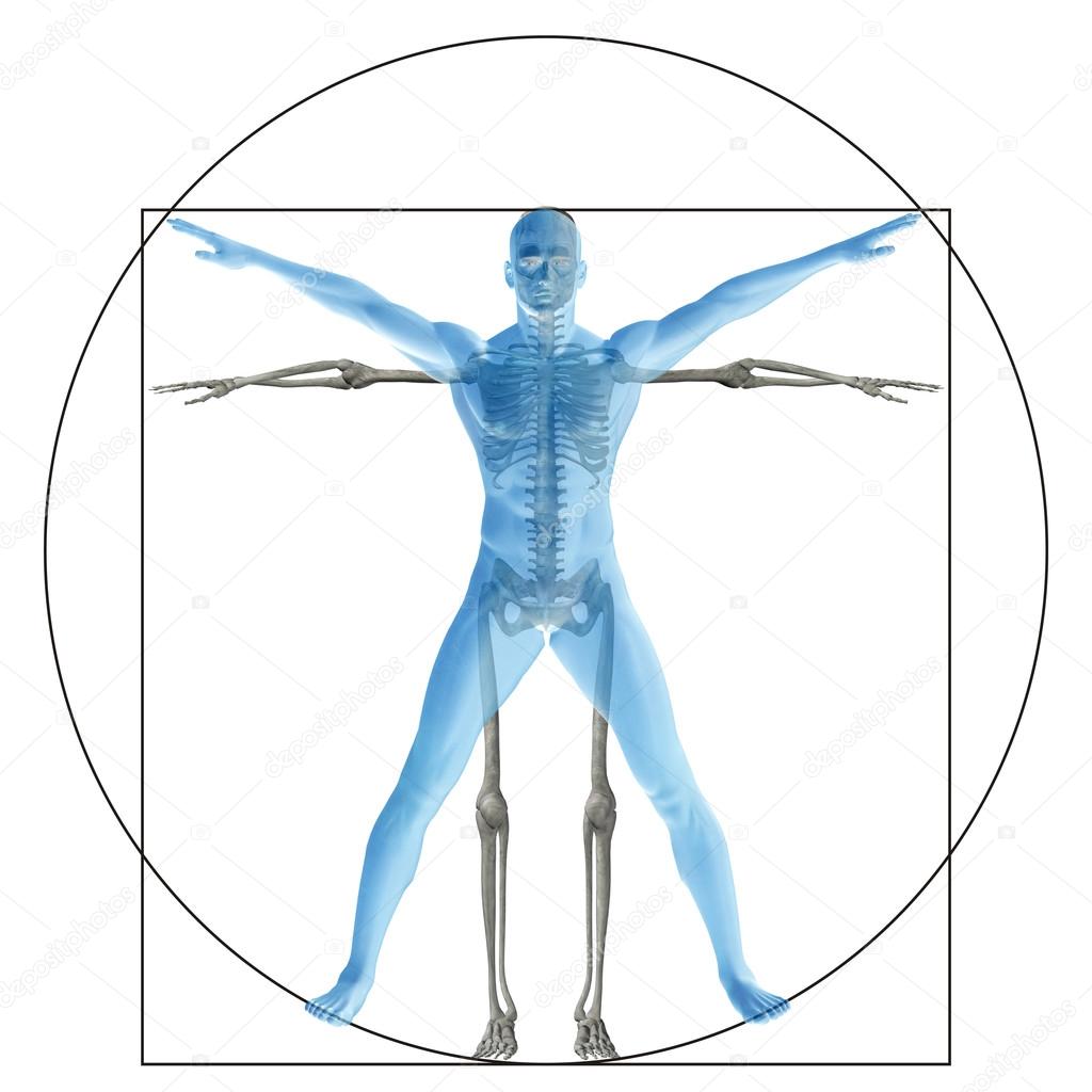 Conceptual proportion anatomy body Stock Photo by ©design36 100324804