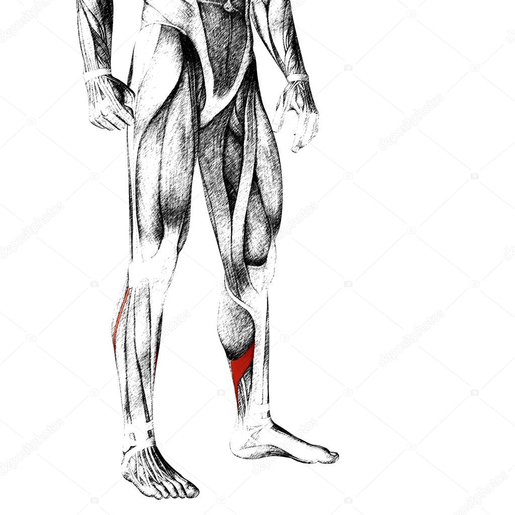 Human lower legs anatomy Stock Photo by ©design36 100538256