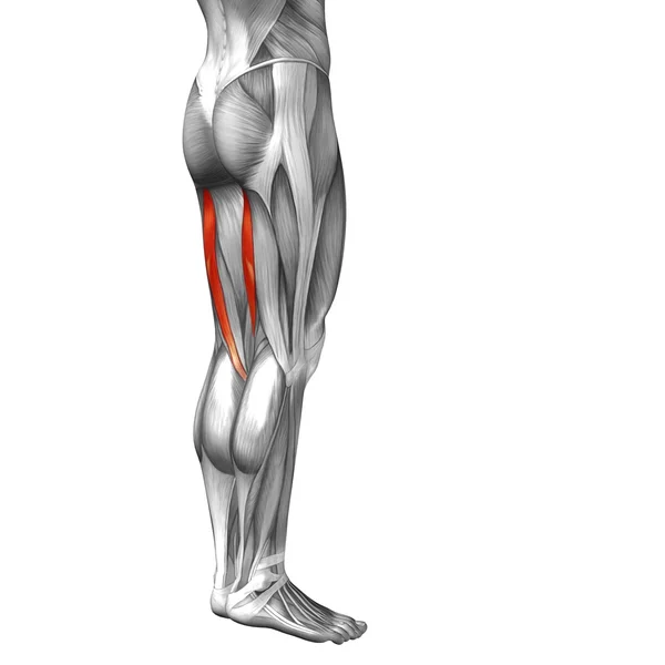 Human lower legs anatomy — Stock Photo © design36 #103618190