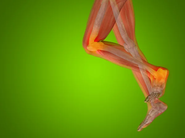 Illustration human man anatomy Stock Photo by ©design36 152827866