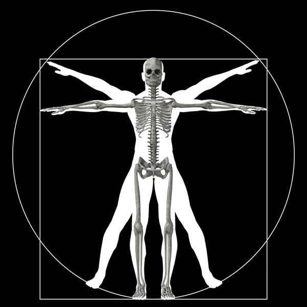 Proportion anatomy body — Stock Photo © design36 #120124956