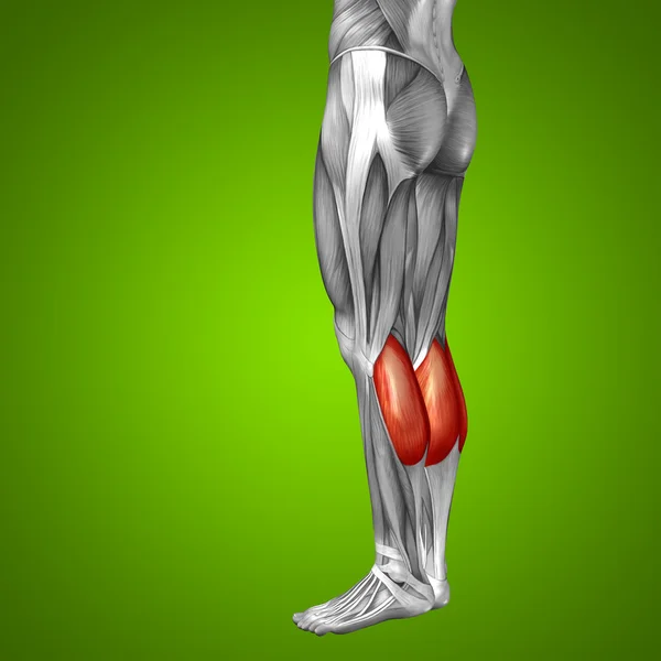 100,000 Anatomy of the hip joint Vector Images | Depositphotos