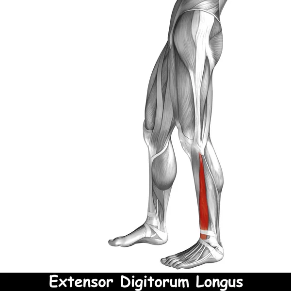 Human lower legs anatomy Stock Photo by ©design36 105208928