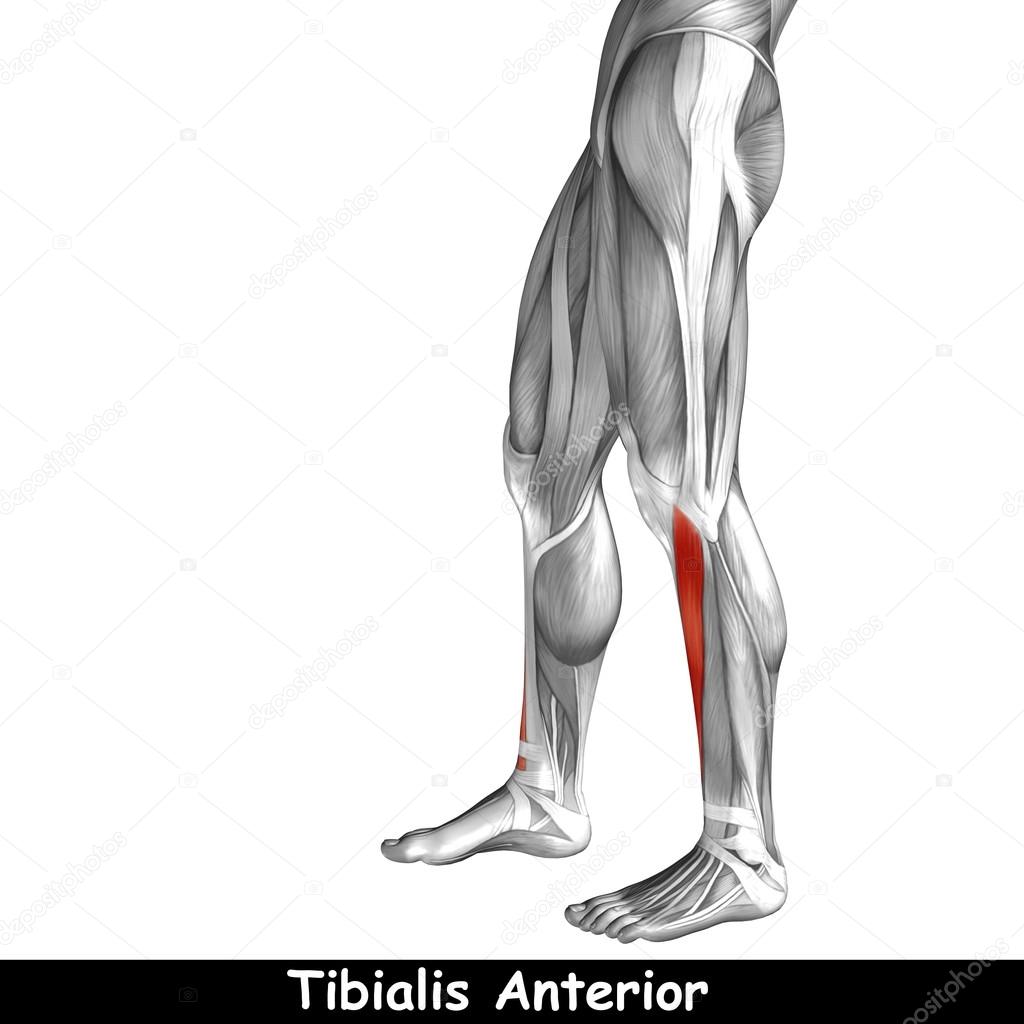 Human lower legs anatomy Stock Photo by ©design36 105208928