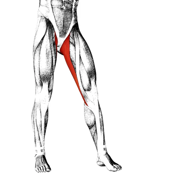 Anatomie muscles images libres de droit, photos de Anatomie muscles ...