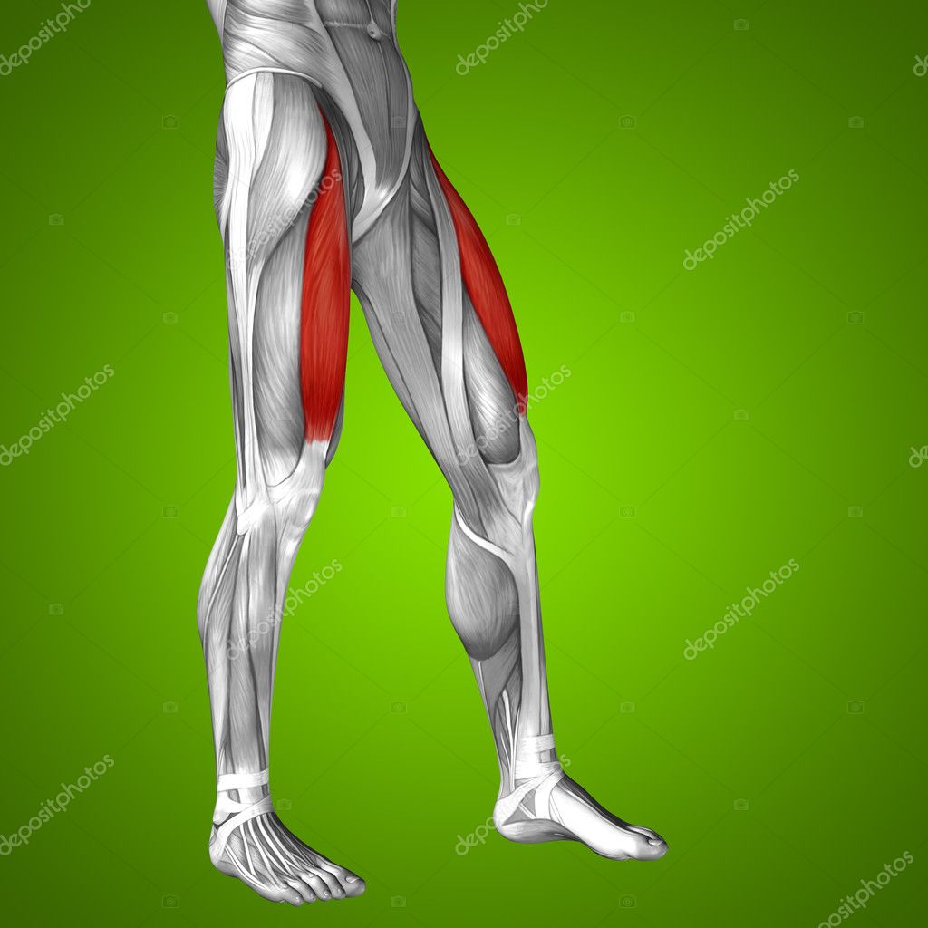 Upper legs anatomy — Stock Photo © design36 #105211456
