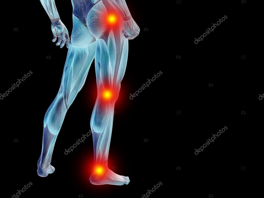 Anatomy lower body Stock Photo by ©design36 105215332