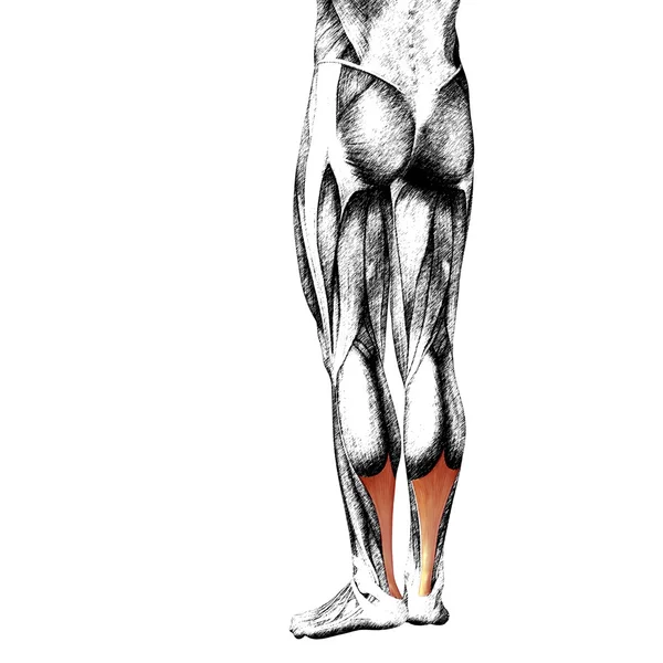 21,732,768 Boy anatomy Stock Illustrations | Depositphotos