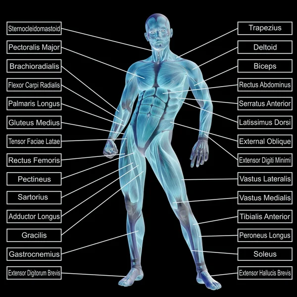 100,000 Physical anatomy Vector Images | Depositphotos