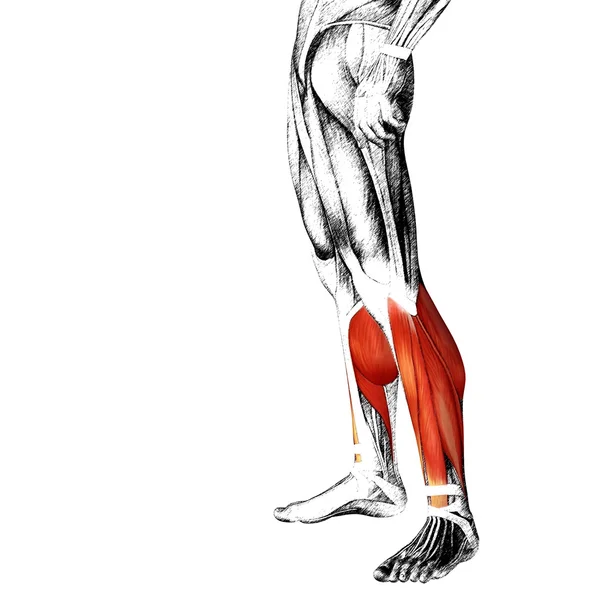 Biceps, Brachii, Brachioradial, Brachialis muscles – didactic — Stock ...