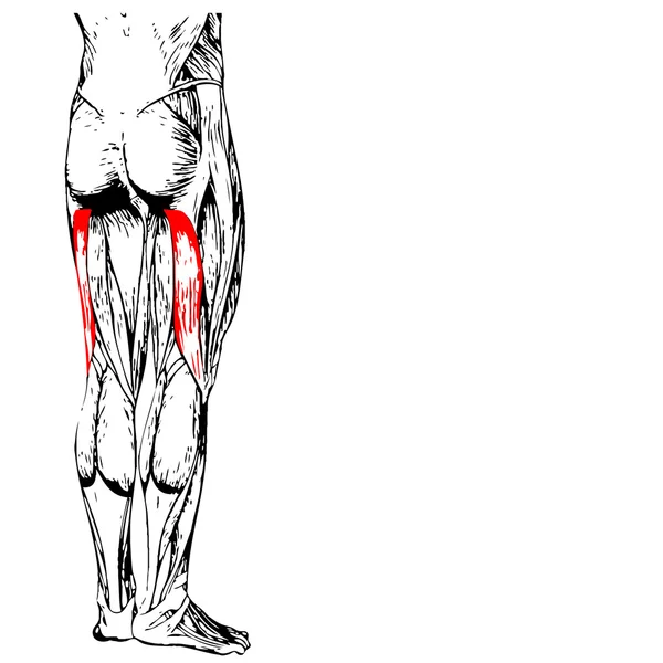 Knees anatomy Stock Photos, Royalty Free Knees anatomy Images ...