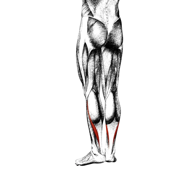 Female muscle anatomy Stock Photos, Royalty Free Female muscle anatomy ...