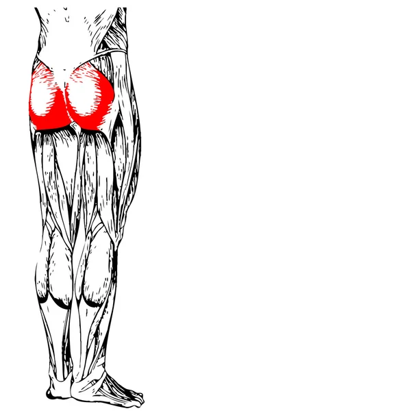 Anatomy of the female leg muscle Stock Photos, Royalty Free Anatomy of ...