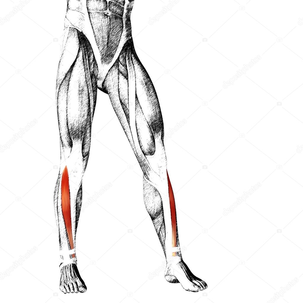 Human lower legs anatomy Stock Illustration by ©design36 #105247022