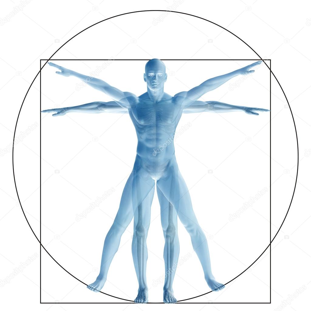 Vitruvian human body Stock Photo by ©design36 105247560