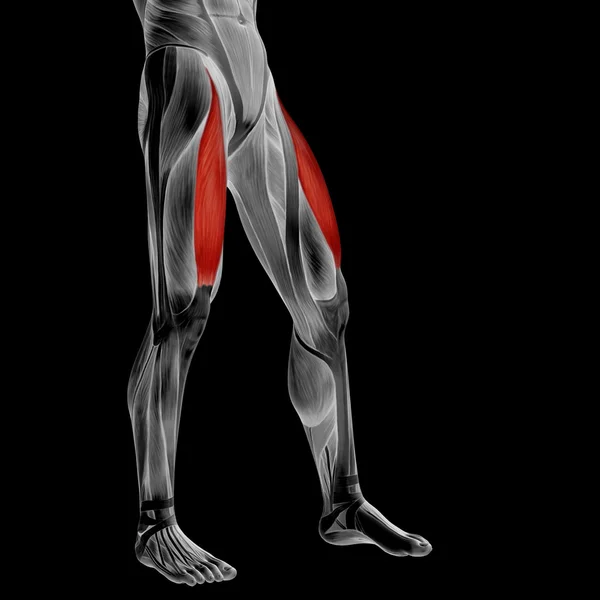 Human upper legs anatomy — Stock Photo © design36 #120125622