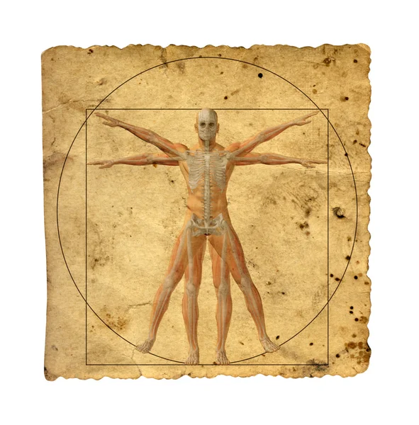 Vitruvian human body drawing Stock Photo by ©design36 111481114