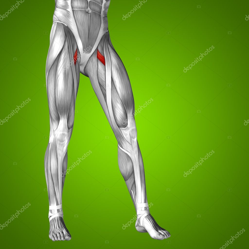 Upper legs anatomy — Stock Photo © design36 #108443428