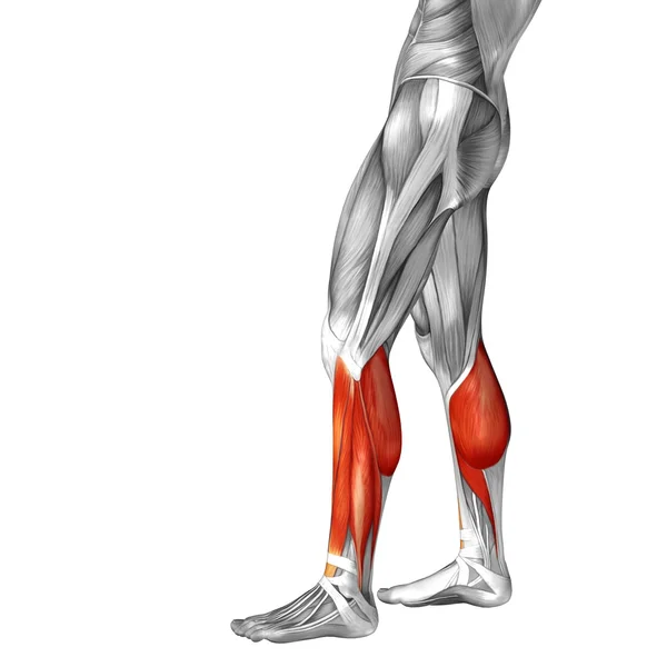 Human lower leg anatomy Stock Photo by ©design36 69914499