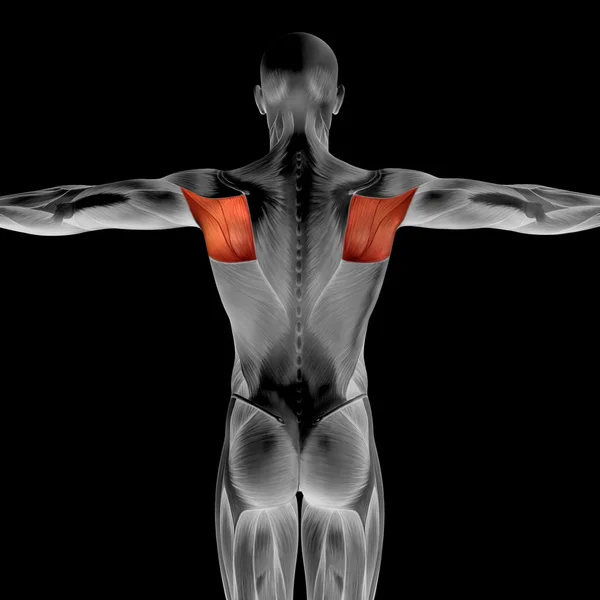 Human back anatomy — Stock Photo © design36 #126584976