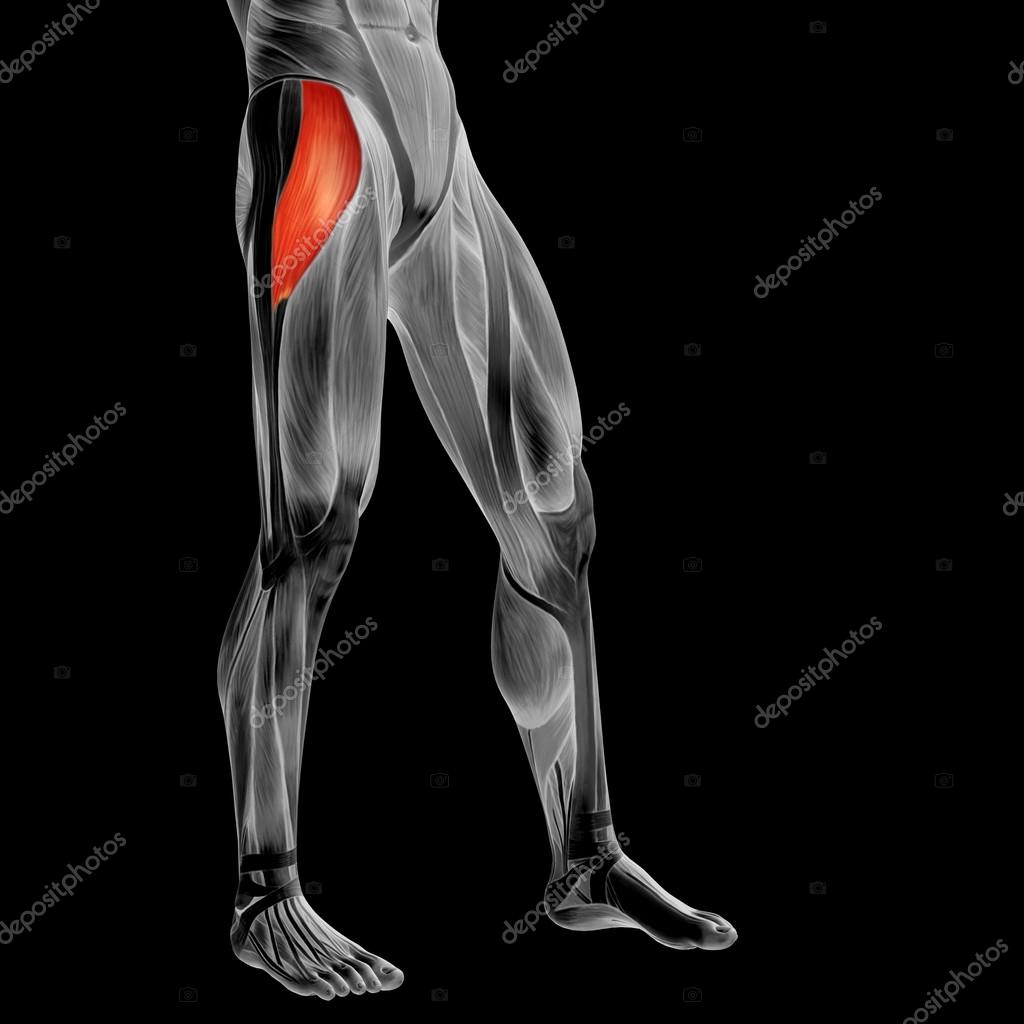 Human upper legs anatomy Stock Photo by ©design36 108470252