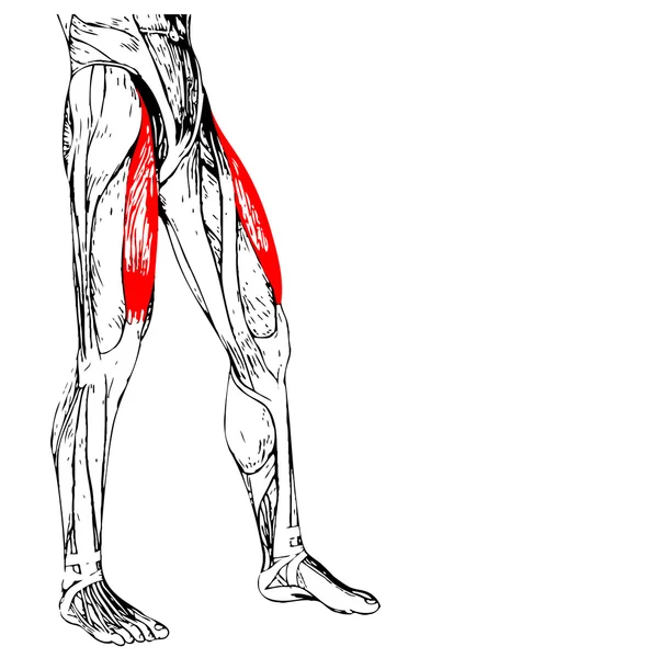 Jambe muscle anatomie images libres de droit, photos de Jambe muscle ...