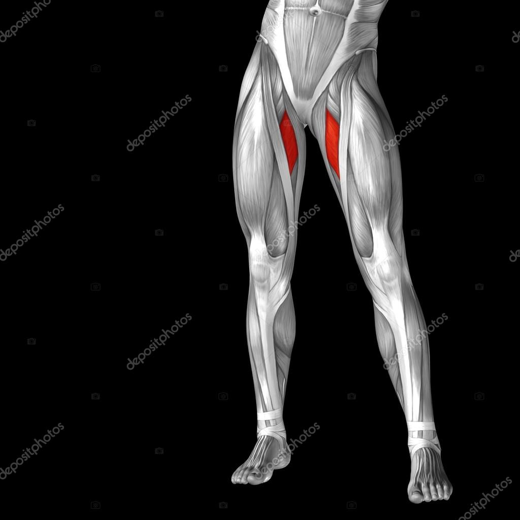 Upper legs anatomy — Stock Photo © design36 #111479418