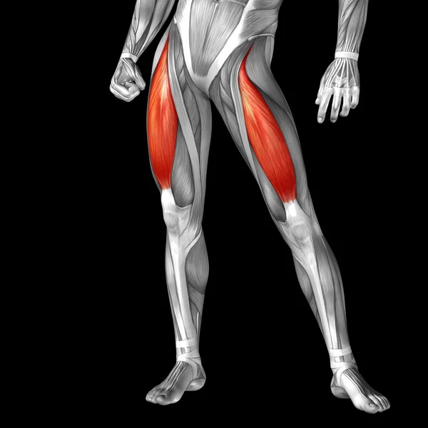 Human upper legs anatomy Stock Photo by ©design36 111481250
