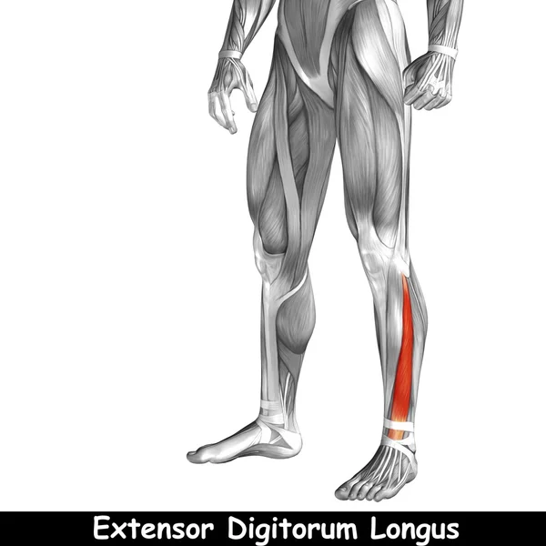 Human lower leg anatomy Stock Photo by ©design36 68658941