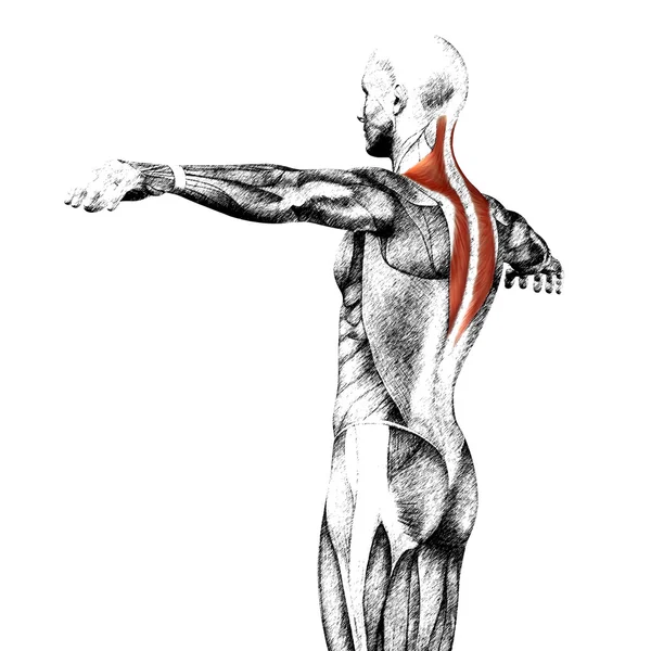 Spinal flexion Stock Photos, Royalty Free Spinal flexion Images ...