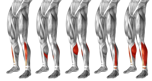 Human lower leg anatomy — Stock Photo © design36 #134047542