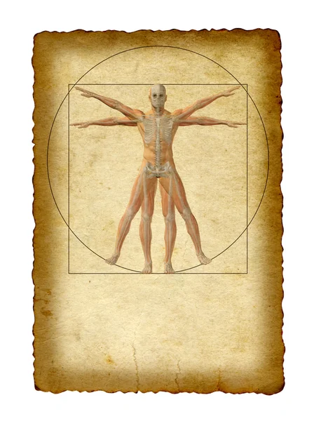 Vitruvian human body drawing — Stock Photo © design36 #129344040