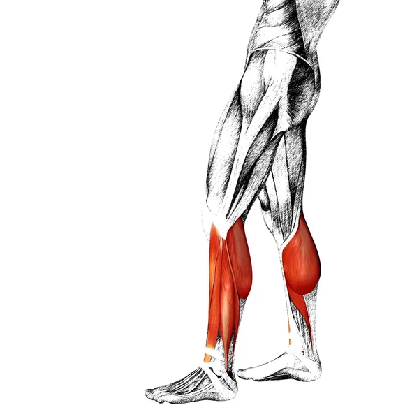 Anatomie muscles images libres de droit, photos de Anatomie muscles ...