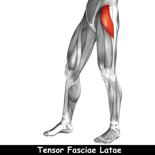 Fotos de Tensor fasciae latae, Imagens de Tensor fasciae latae sem ...