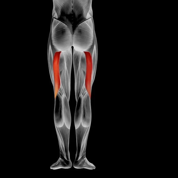 Human upper legs anatomy Stock Photo by ©design36 126585378