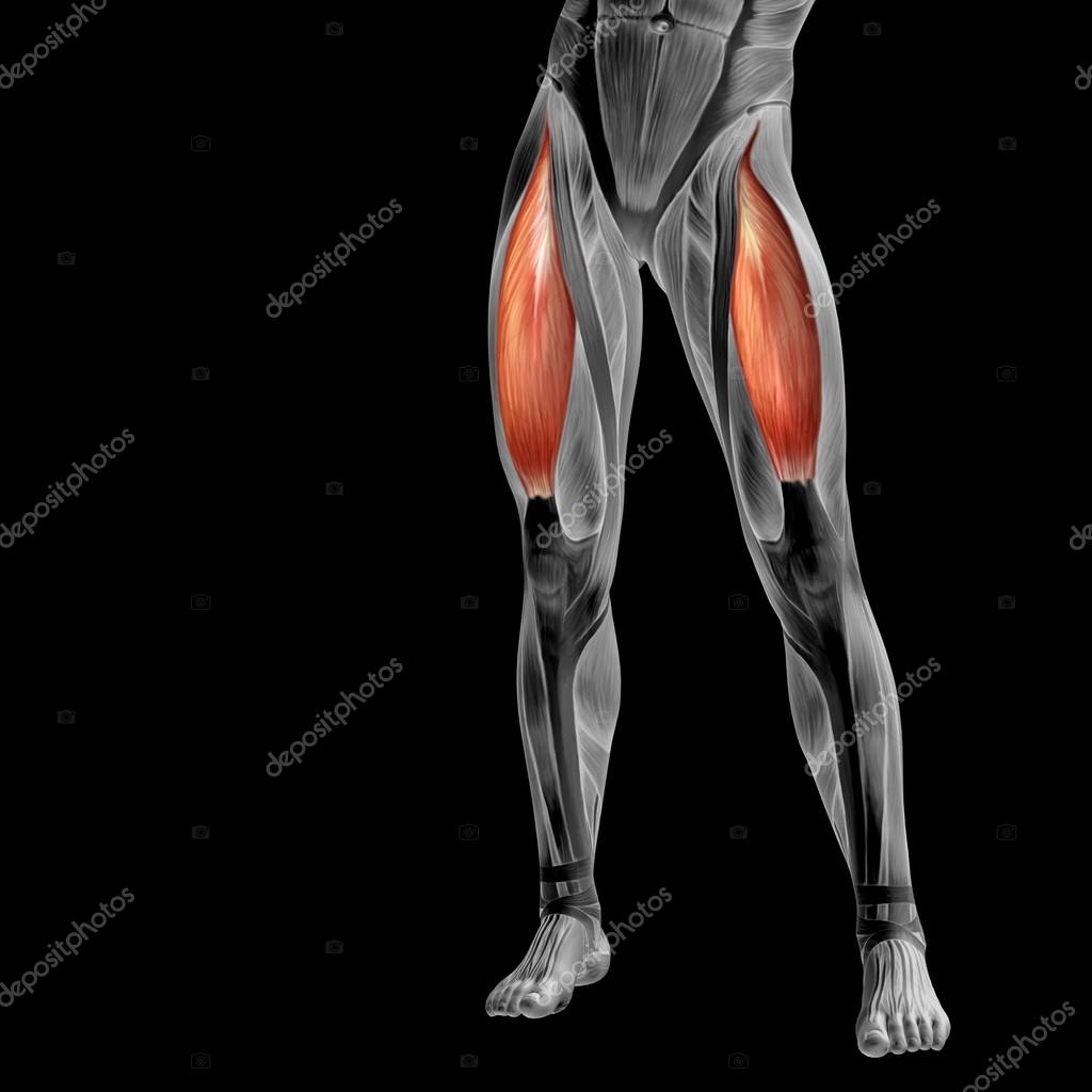 Anatomía de las piernas superiores humanas: fotografía de stock ...