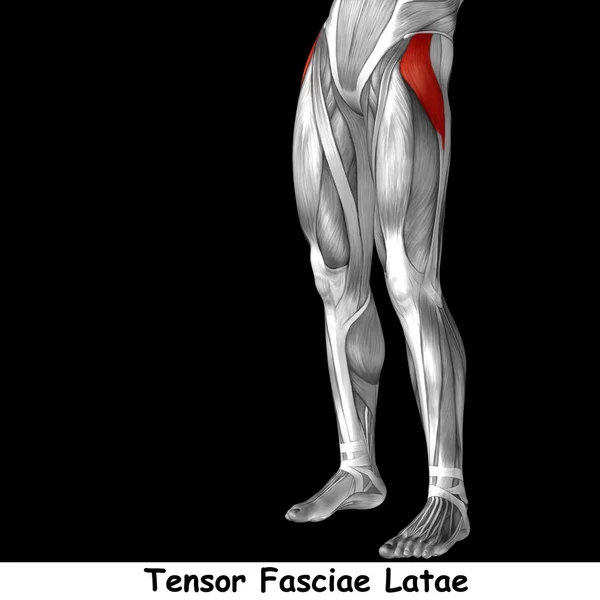 Human lower legs anatomy Stock Photo by ©design36 105208928