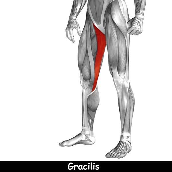 Human upper leg anatomy Stock Photo by ©design36 68658365