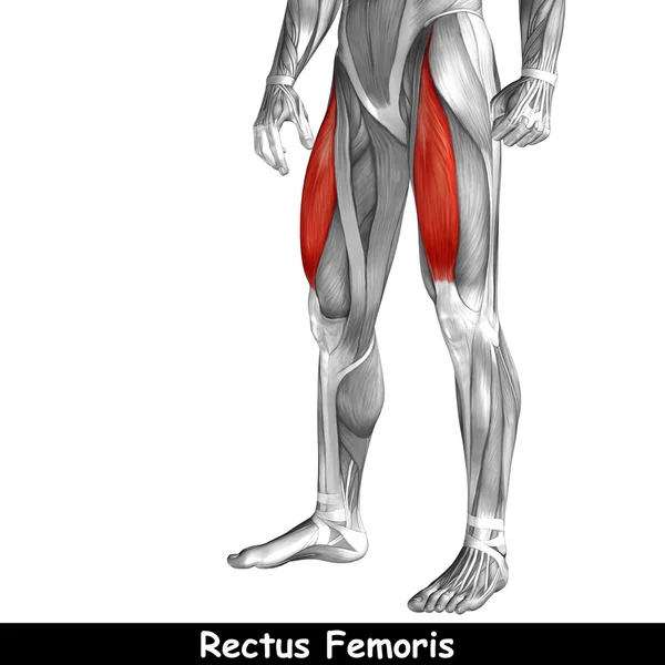 Rectus femoris Stock Photos, Royalty Free Rectus femoris Images ...