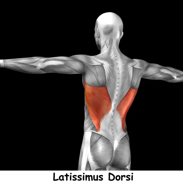100,000 Latissimus dorsi Vector Images | Depositphotos