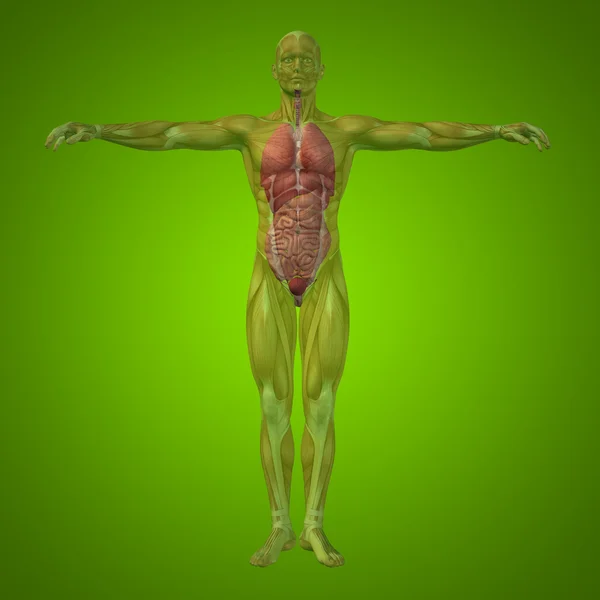 Human body sick Stock Photos, Royalty Free Human body sick Images ...