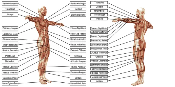 59 Serratus Vector Images, Serratus Illustrations | Depositphotos