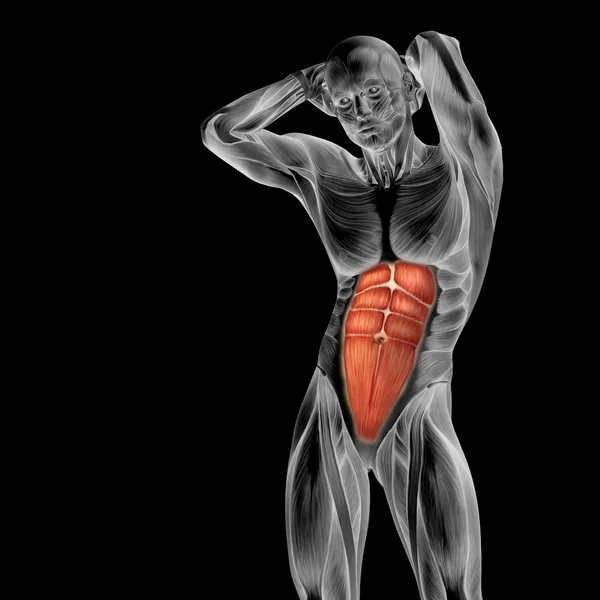 Chest human anatomy Stock Photo by ©design36 129336988